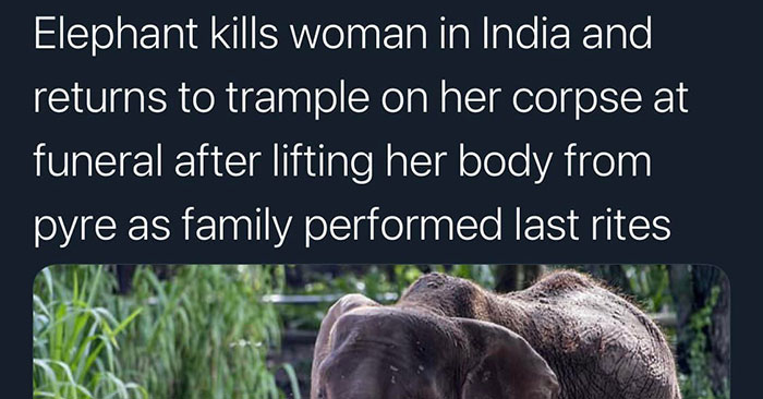 The Story of an Elephant's Revenge - Media Chomp
