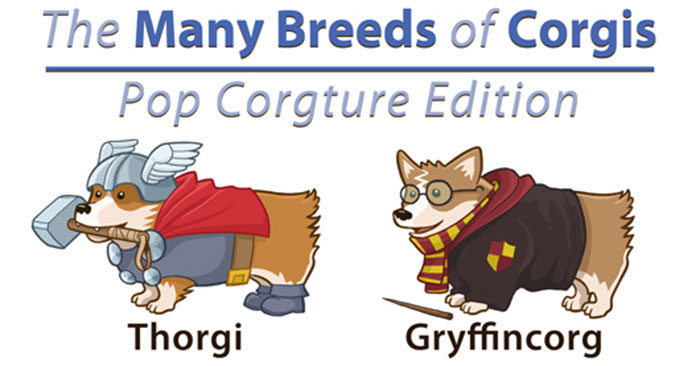 The Many Breeds of Corgis - Media Chomp