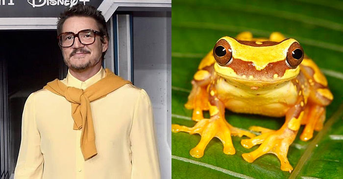 Pedro Pascal as Frogs - Media Chomp