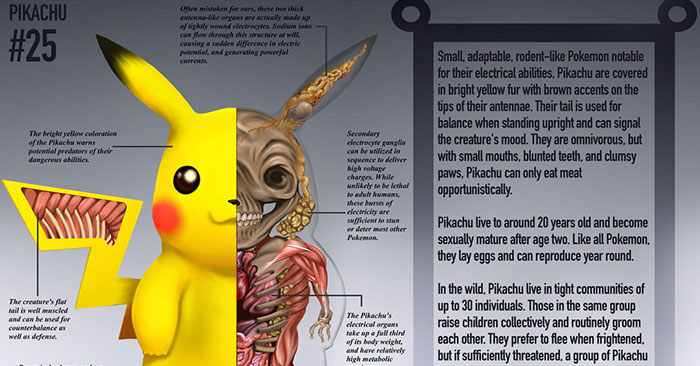 Pokémon Anatomy - Media Chomp